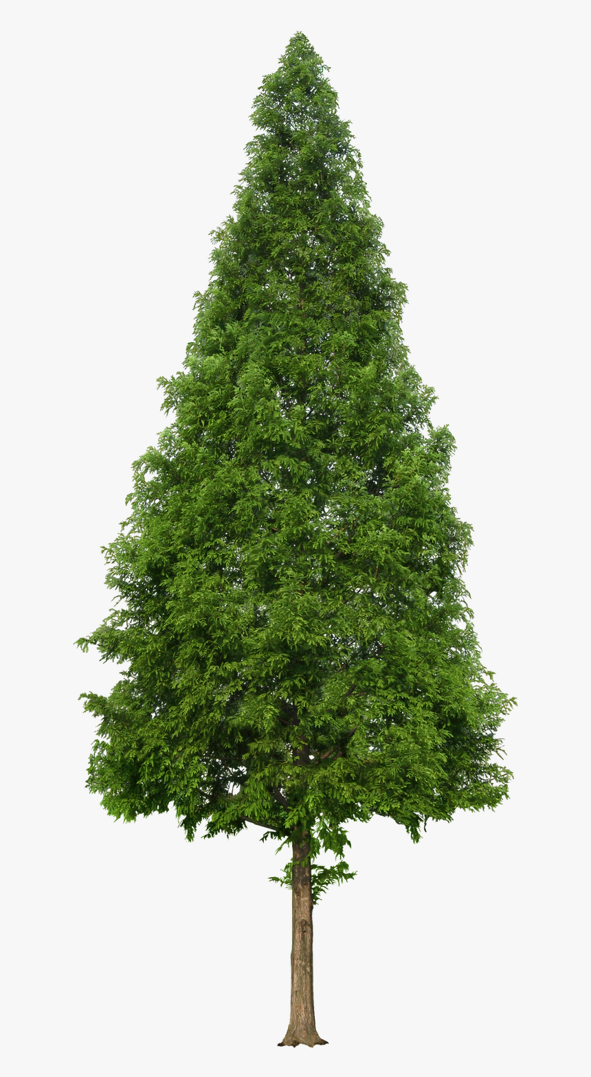 Douglas Fir Tree Png, Transparent Png , Transparent Png Image - PNGitem