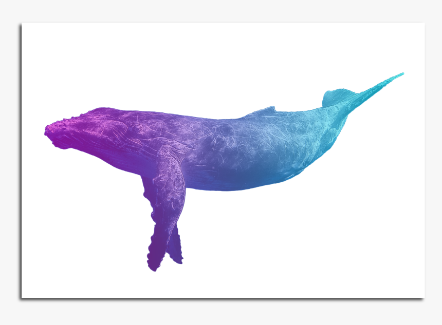 Image Of Blue Whale Poster - Paus Hd Png, Transparent Png , Transparent ...