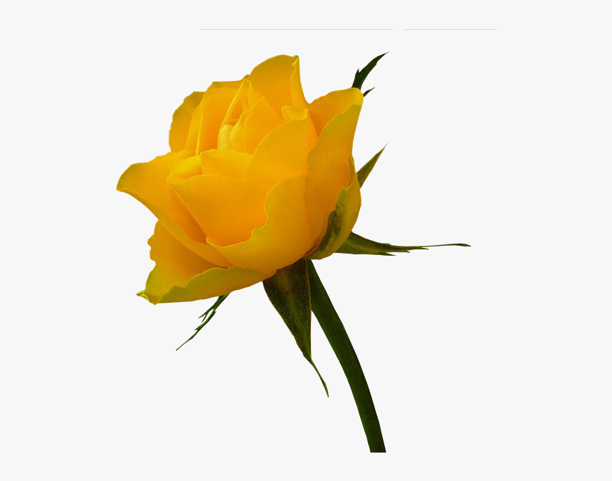 Tubes Fleurs Yellow Rose Bouquet, Yellow Roses, White - Flowers ...