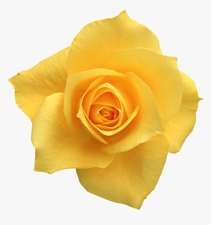Transparent Background Yellow Rose Clip Art, HD Png Download ...