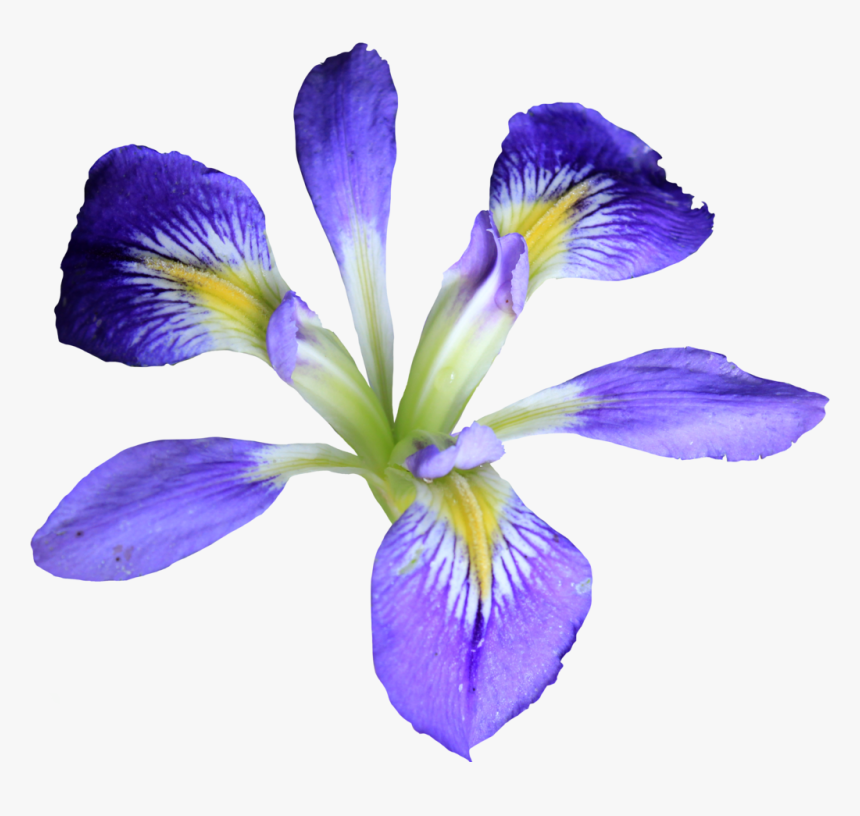 Transparent Iris Flower Png, Png Download , Transparent Png Image - PNGitem