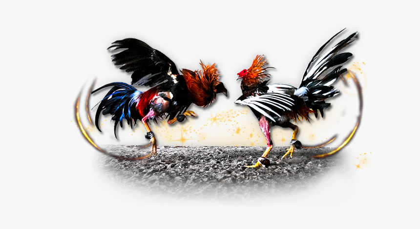 Fighting Cocks Png 3 » Png Image - Cockfighting Png, Transparent Png ...