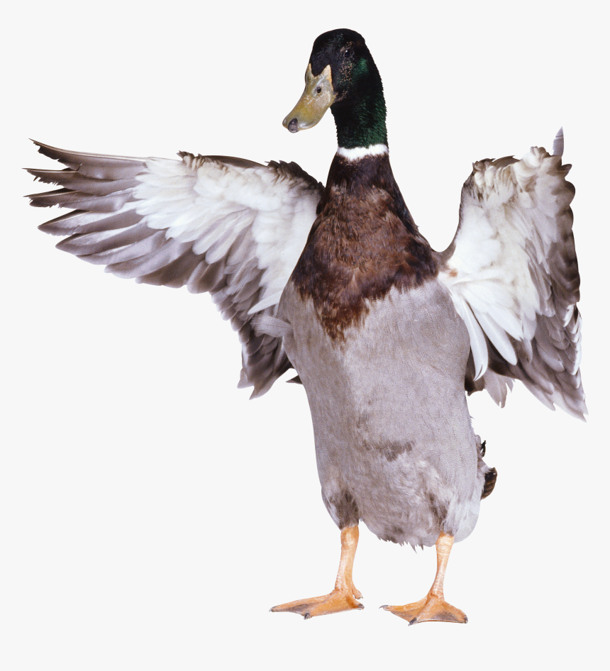 Grab And Download Duck Png Picture - Duck With Wings Out, Transparent ...