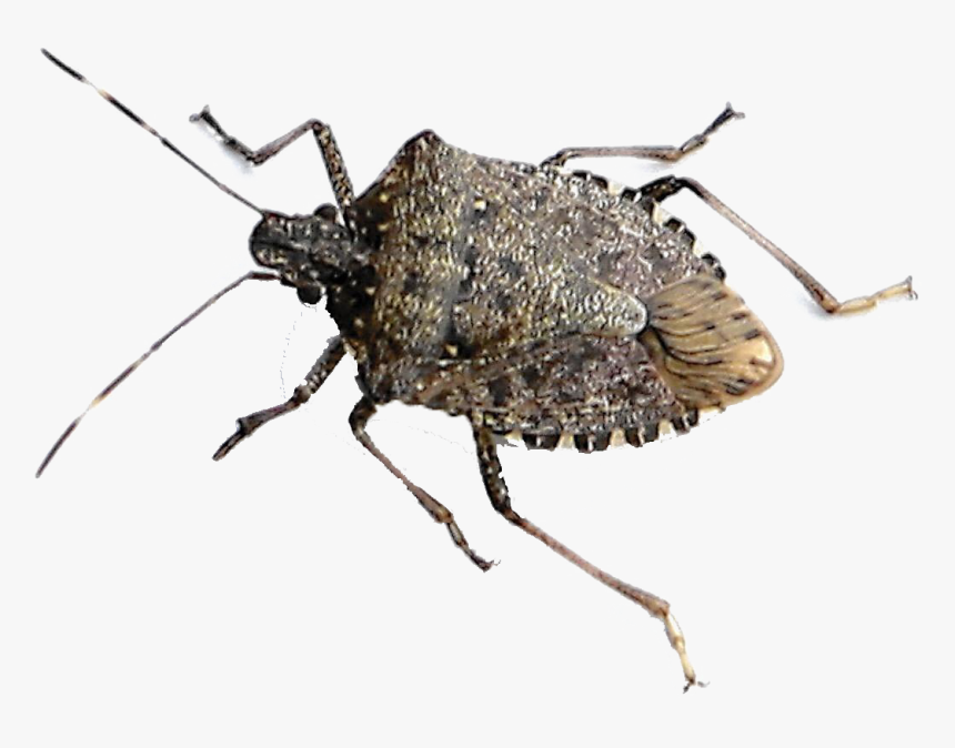 Bugs Png Clipart - North American Stink, Transparent Png , Transparent ...