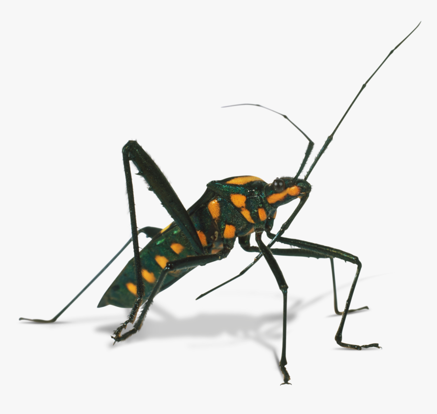 Transparent Bugs Hard Shell - Assassin Bug Clipart, HD Png Download ...