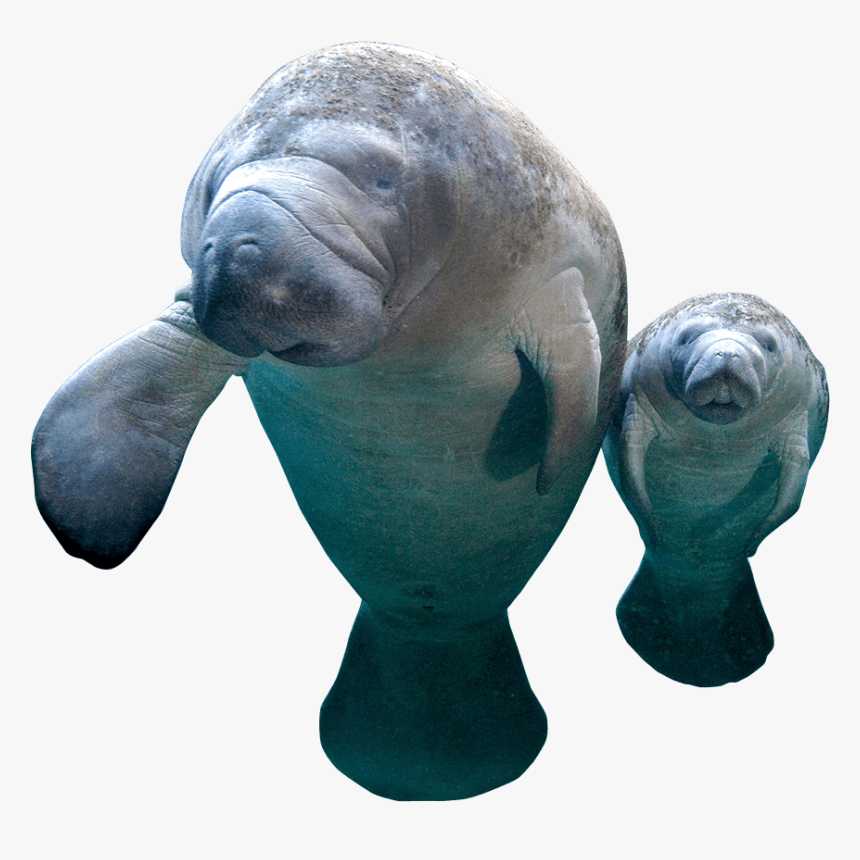 Collection Of Manatee Png - Manatee Png, Transparent Png , Transparent ...
