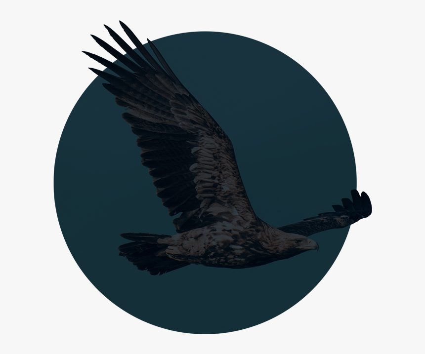 Hawk, HD Png Download , Transparent Png Image - PNGitem