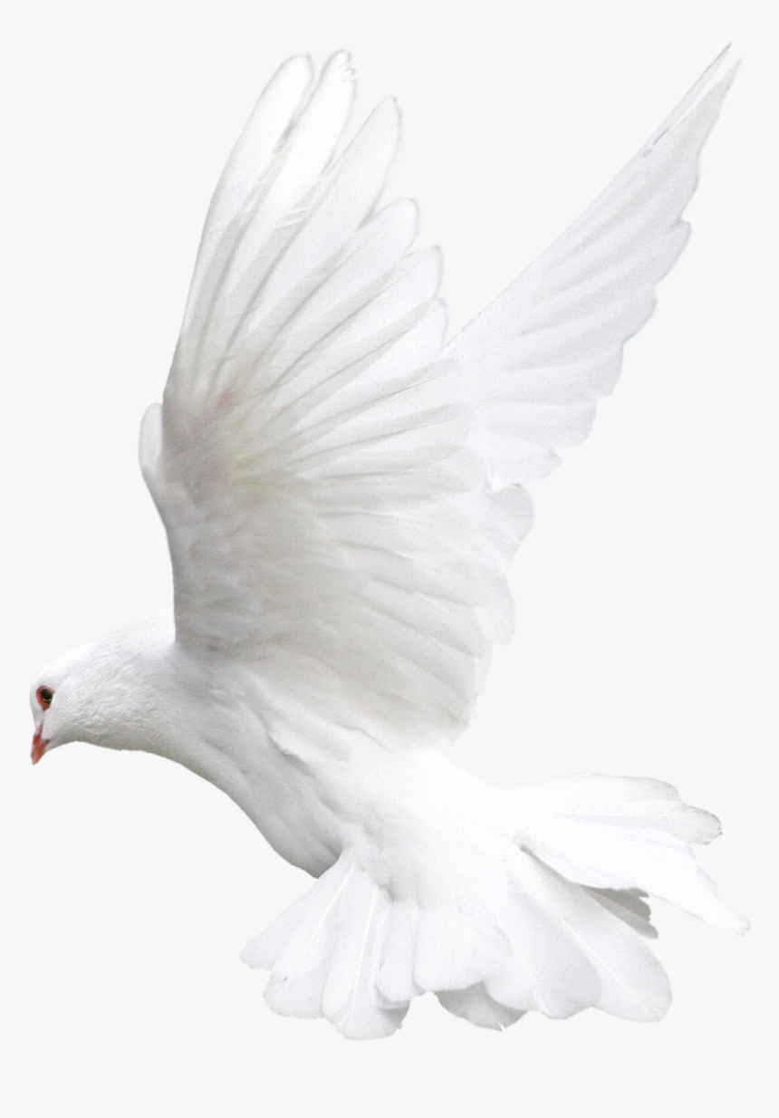 White Flying Pigeon Png Image - Pavuram Images Hd Download, Transparent ...
