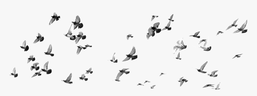 Many Birds Flying, HD Png Download , Transparent Png Image - PNGitem