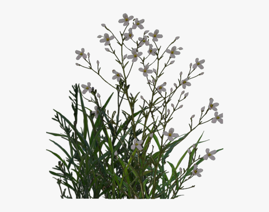 Plant Png Transparent - Shrub Flowers Png Transparent, Png Download ...