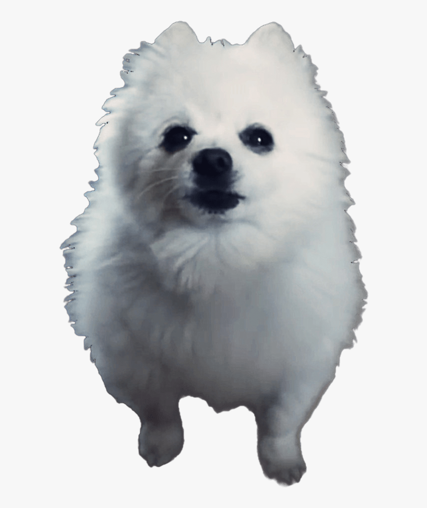 Rip Gabe The Doggo bork On In Heaven, Gabe - Gabe The Dog Png ...