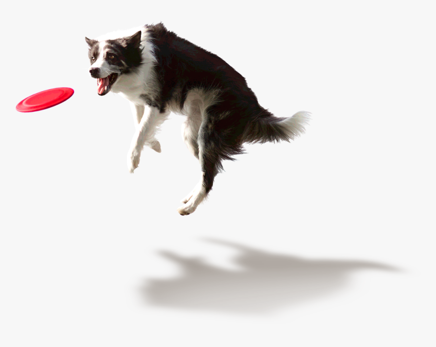 Dog Catching Frisbee Png, Transparent Png , Transparent Png Image - PNGitem