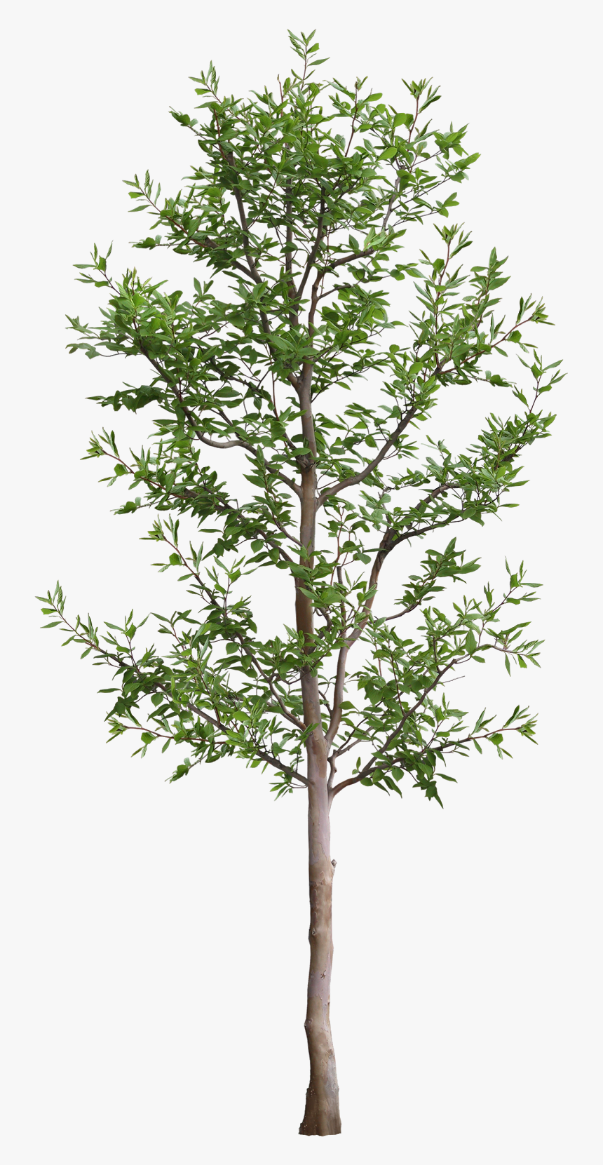 Arbol - 3ds Max Tree Png, Transparent Png , Transparent Png Image - PNGitem