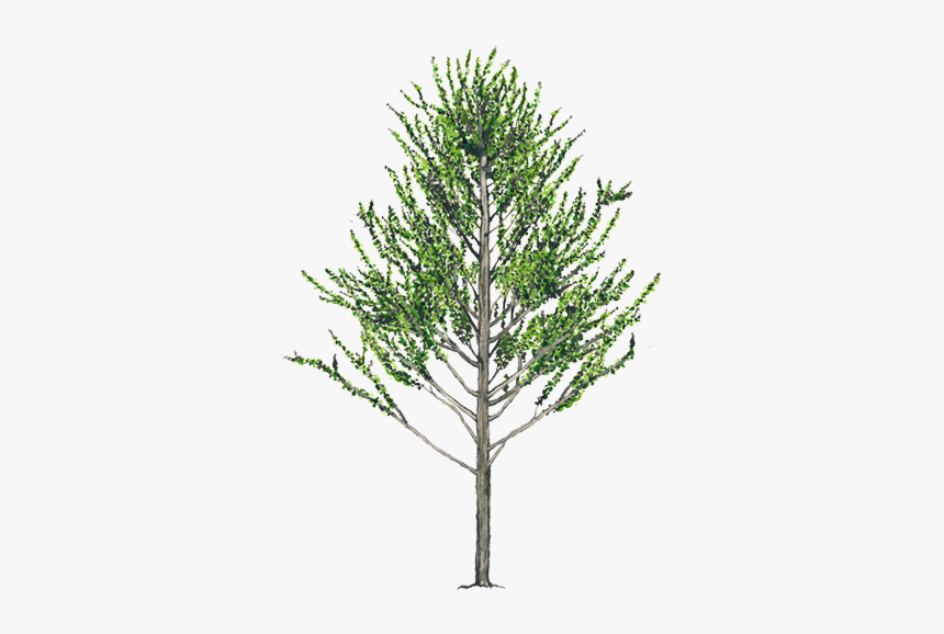 Alnus Acuminata Png, Transparent Png , Transparent Png Image - PNGitem