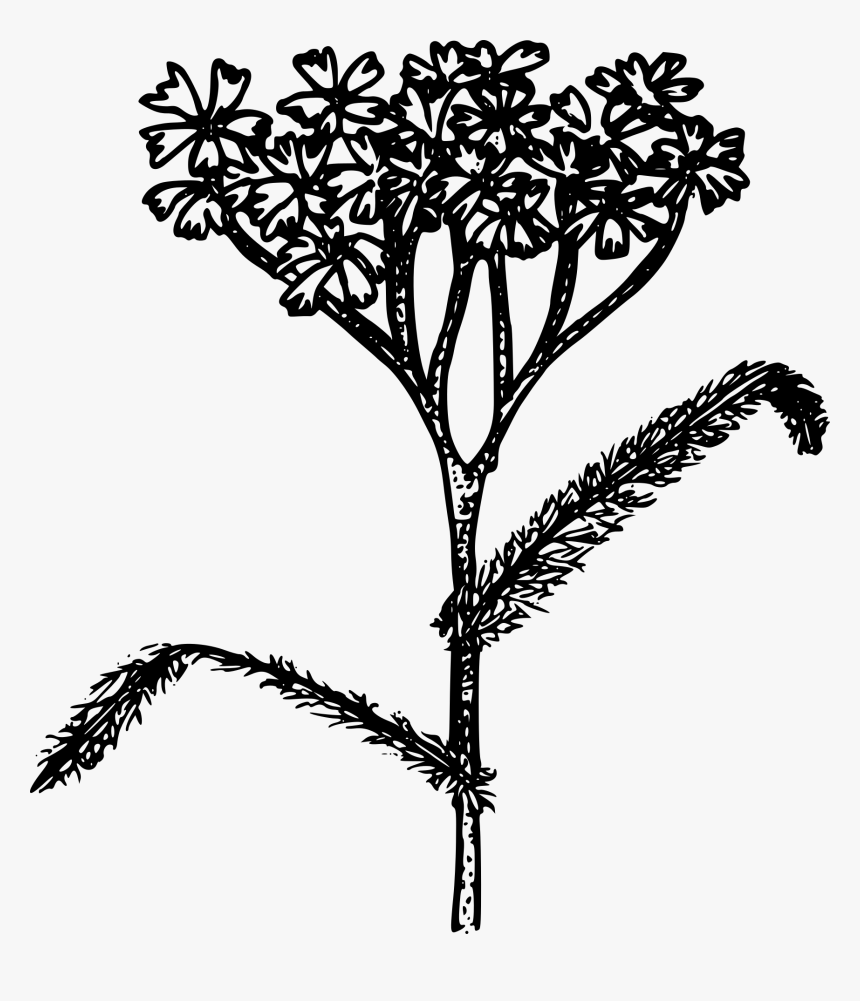 Yarrow Line Art, HD Png Download , Transparent Png Image - PNGitem