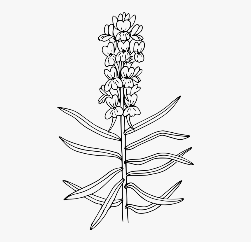 Line Art,plant,flora - Yellow Toadflax Drawing, HD Png Download ...
