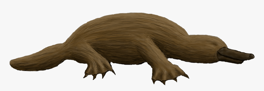 Preview - Platypus Transparent Background, HD Png Download ...