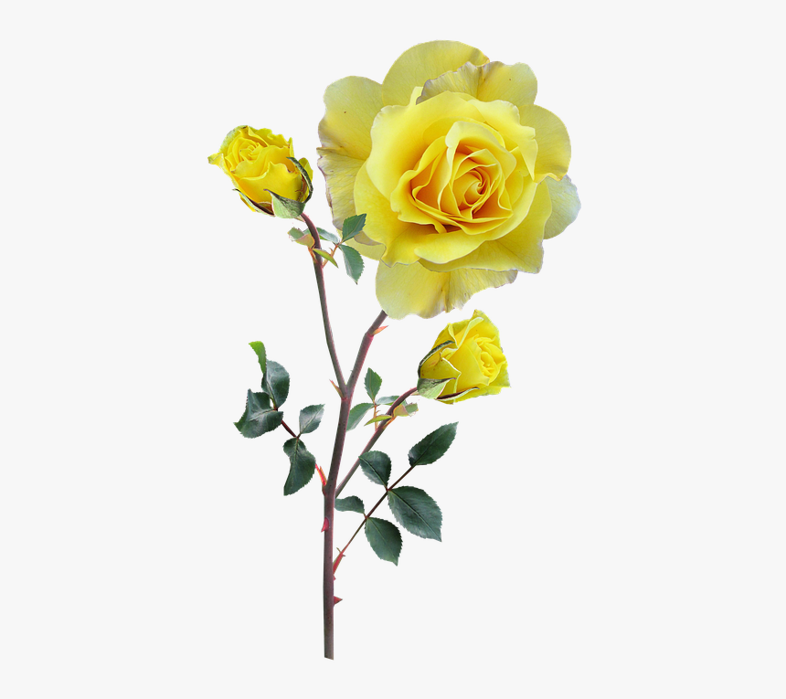 Rose, Yellow, Stem, Buds - Yellow Flowers With Stem, HD Png Download ...