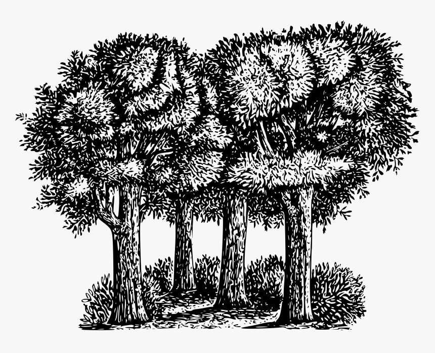 Group Of Trees Icons Png - Bunch Of Trees Drawing, Transparent Png ...