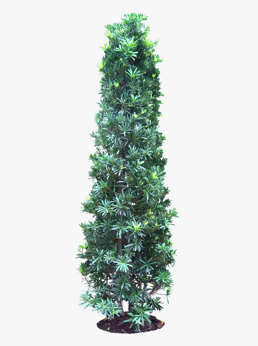 Podocarpus Png, Transparent Png , Transparent Png Image - PNGitem