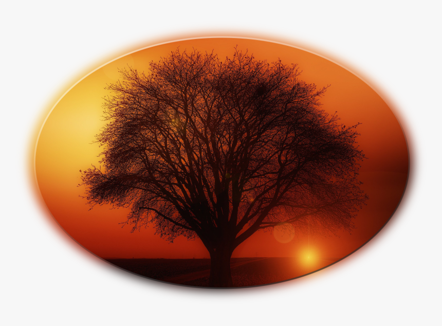 Tree, HD Png Download , Transparent Png Image - PNGitem