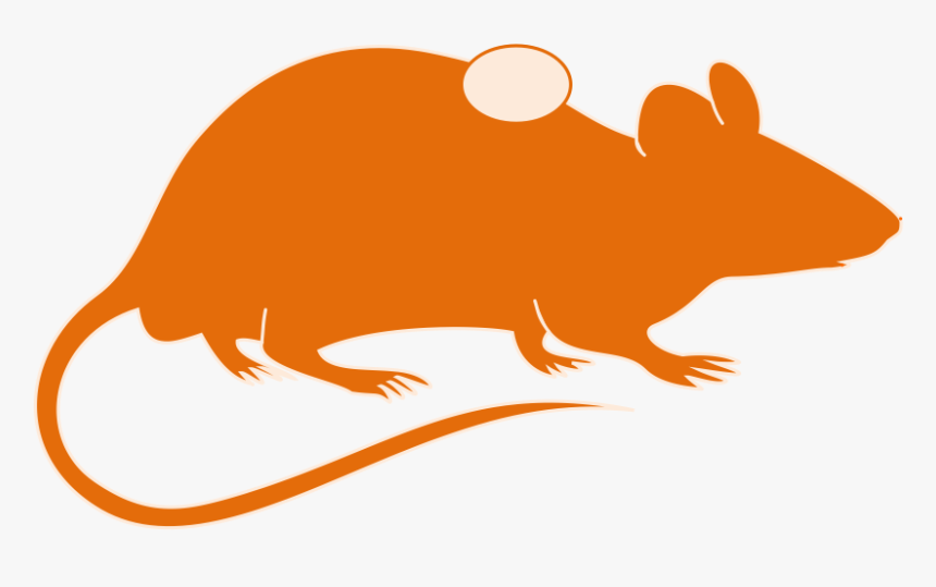 Transparent Mouse Animal Png - Mouse Brain Clipart, Png Download ...