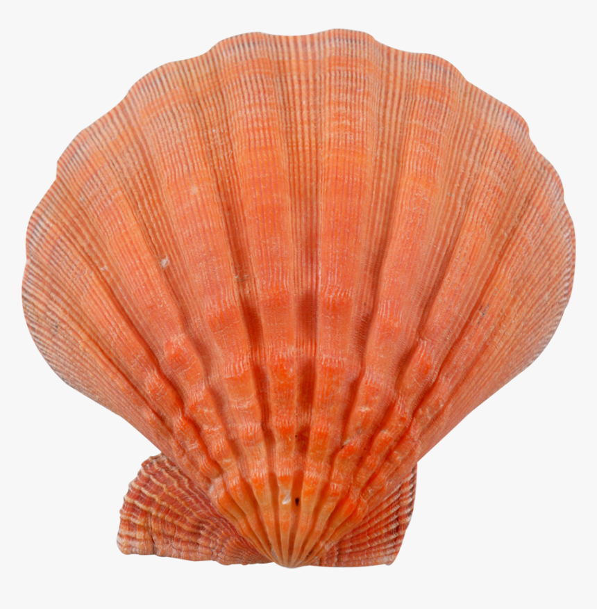 Lion S Paw-orange Seashell - Orange Seashells, HD Png Download ...