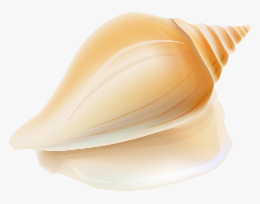 Seashell Shankha Transparent Conchology Png File Hd - Clipart ...