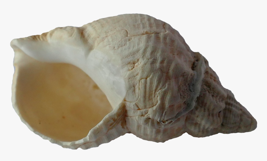 Caracola Alta Resolucion Png, Transparent Png , Transparent Png Image ...