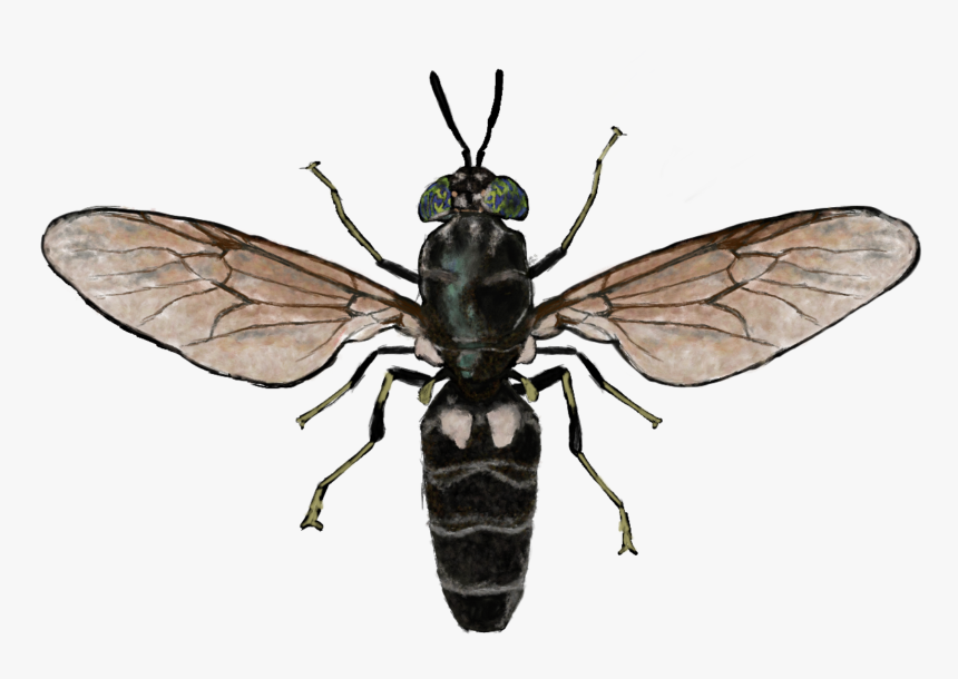 Black Soldier Fly Png, Transparent Png , Transparent Png Image - PNGitem