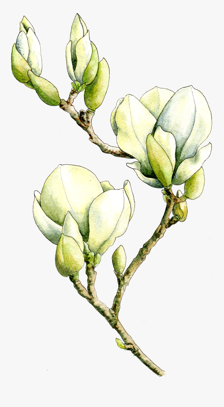 Transparent Magnolia Tree Png - Bud, Png Download , Transparent Png ...