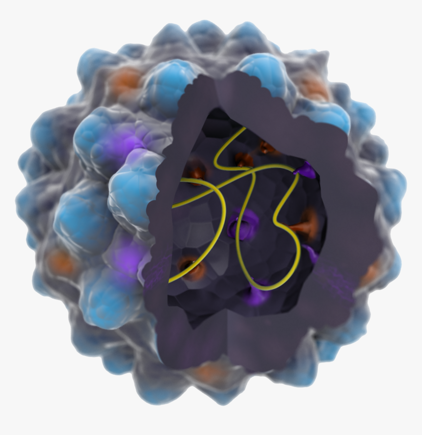 Structured Parvoviral Particles Of Vp3 Protein And - Bead, HD Png ...