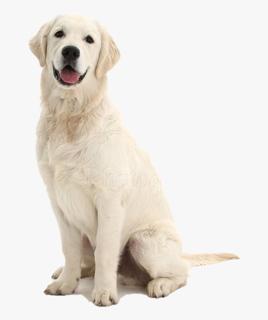 Dog Sitting Png File - Dog Sitting, Transparent Png , Transparent Png ...