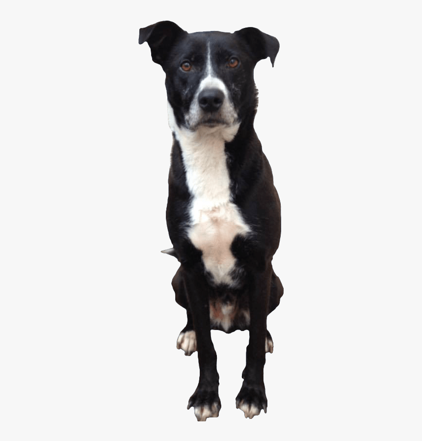 Black And White Dog Sitting Down Transparent Image - Dog Sitting With ...