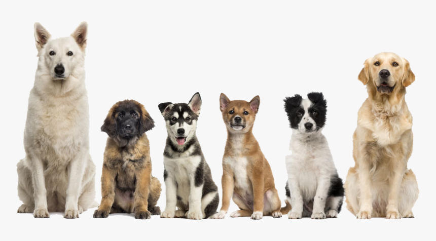 Group Of Dogs Sitting, HD Png Download , Transparent Png Image - PNGitem