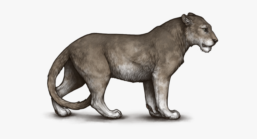 Lioden Tiger, HD Png Download , Transparent Png Image - PNGitem