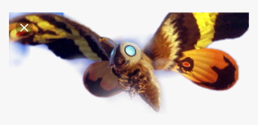 Godzilla Mothra , Png Download - Godzilla Monster Mothra, Transparent ...