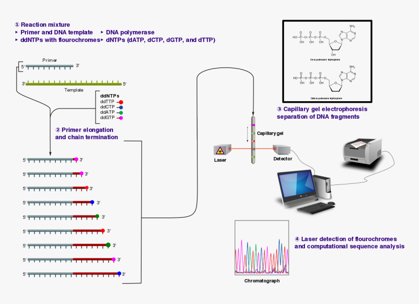 Sanger Sequencing - Sanger Sequencing Of Insulin, HD Png Download ...