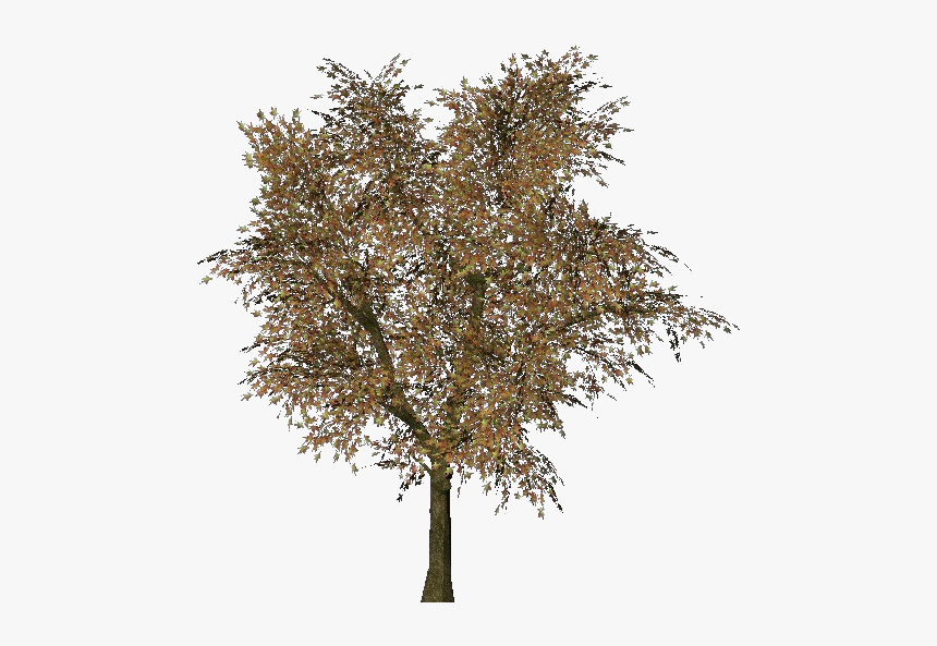 Norway Maple Tree Png, Transparent Png , Transparent Png Image - PNGitem