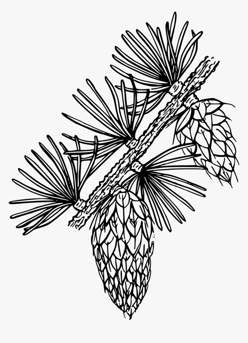 Outline Nature Png, Transparent Png , Transparent Png Image - PNGitem