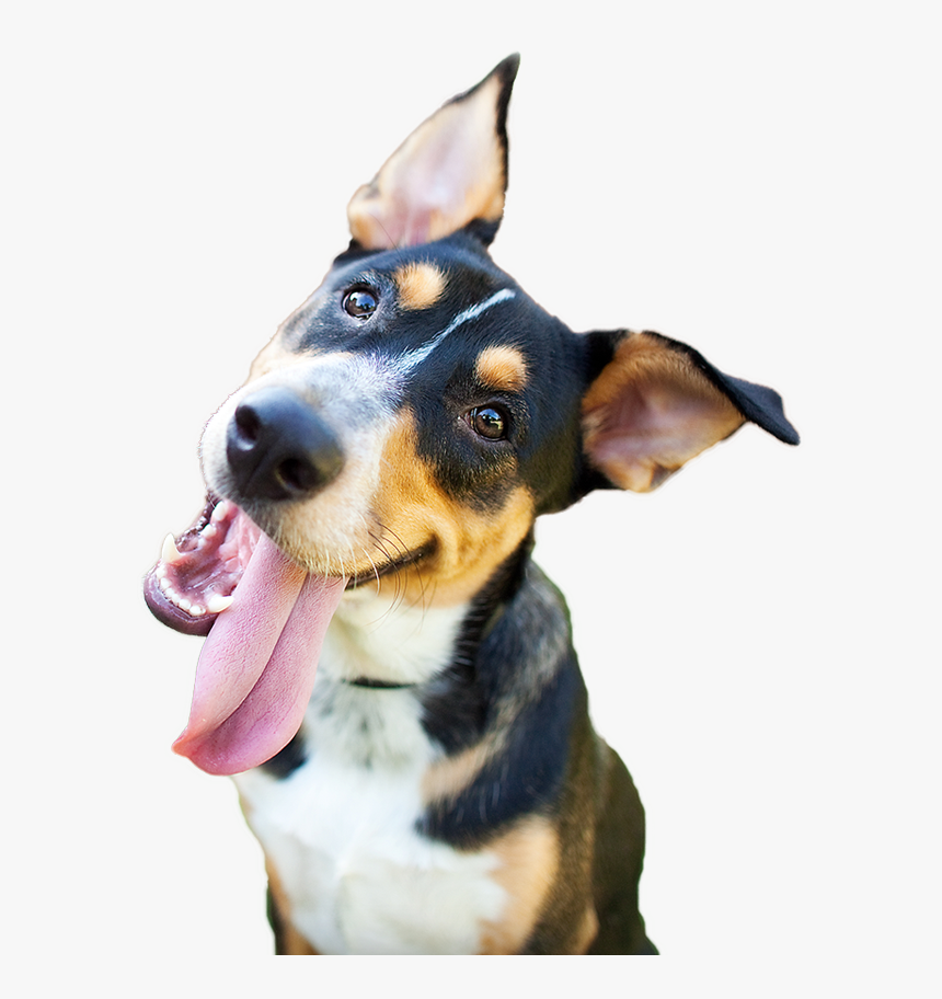 Happy Dog Png - Happy Dog Png Png, Transparent Png , Transparent Png ...