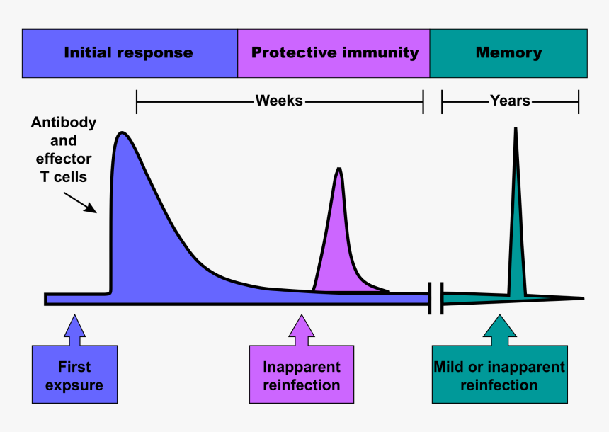 Immune Response Graph