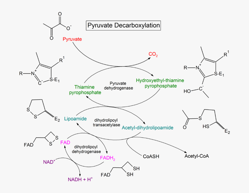 Pyruvate Structure