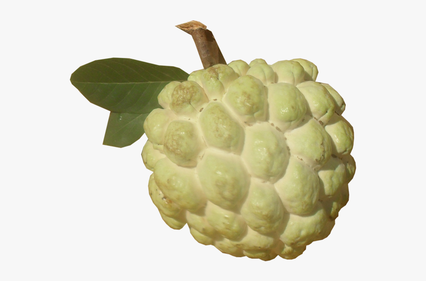 Sugar Apple Png Picture - Nmk 1 Custard Apple, Transparent Png ...