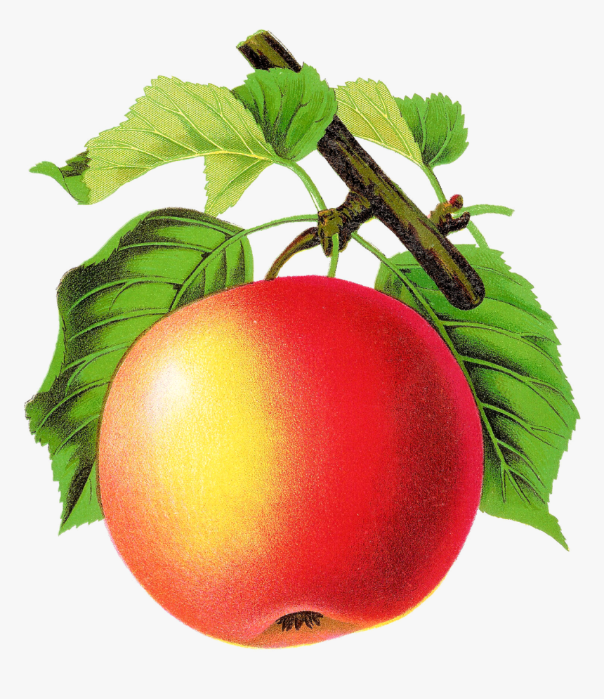 Apple Vintage Png, Transparent Png , Transparent Png Image - PNGitem