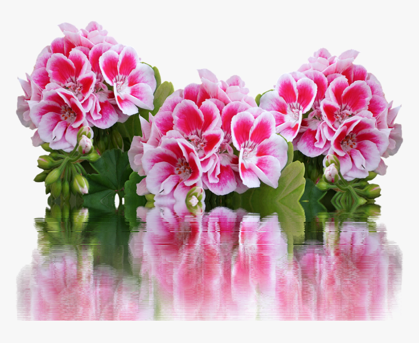 Geranium, Summer, Garden, Balcony Plant, Red, Flowers - Pink Geranium ...