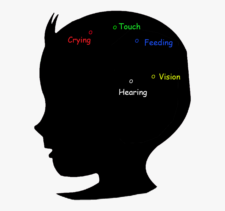 Baby Brain Development Stage 0-2 Months - 12 18 Month Brain, HD Png ...