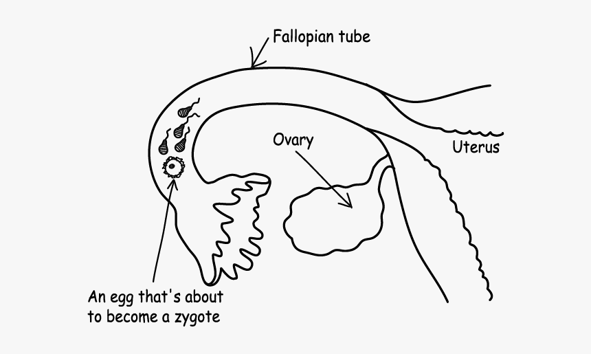 Fertilised Egg In Fallopian Tube - Line Art, HD Png Download ...