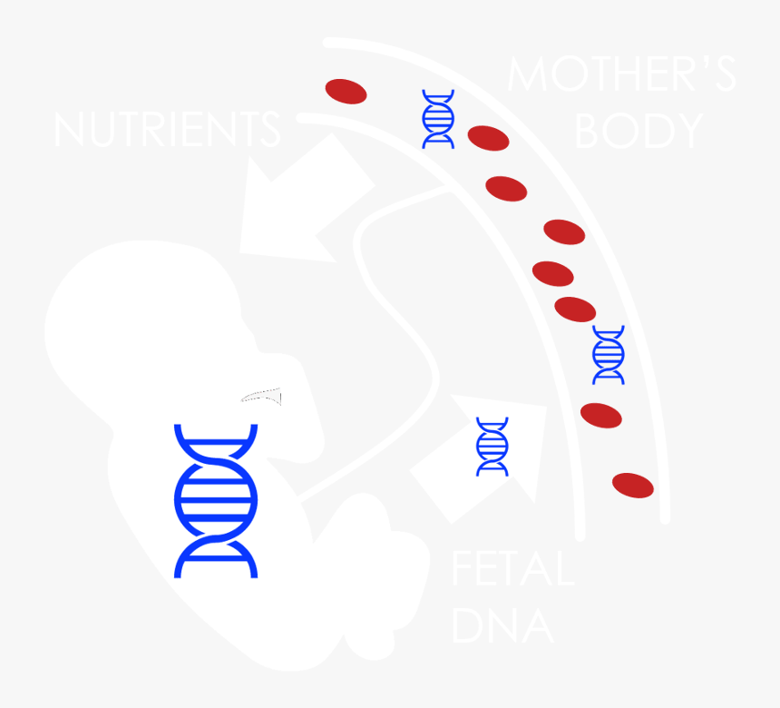 Dna Mother And Father, HD Png Download , Transparent Png Image - PNGitem
