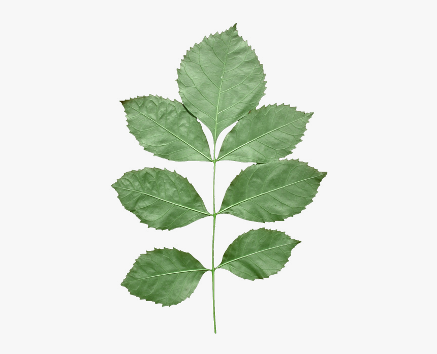 Leaf Texture With Alpha, HD Png Download , Transparent Png Image - PNGitem